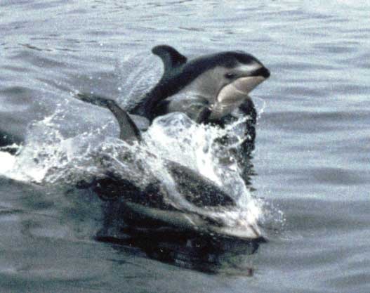 Quelle différence entre un dauphin et un marsouin