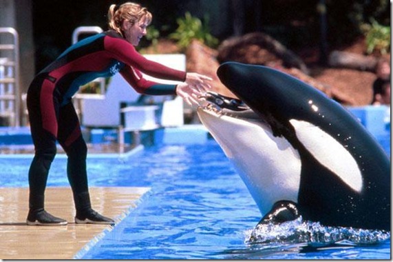 Captivité : Une orque tue sa dresseuse au SeaWorld d'Orlando