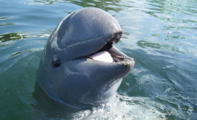 A glimmer of hope for the endangered dolphins of Bangladesh - The Dolphins