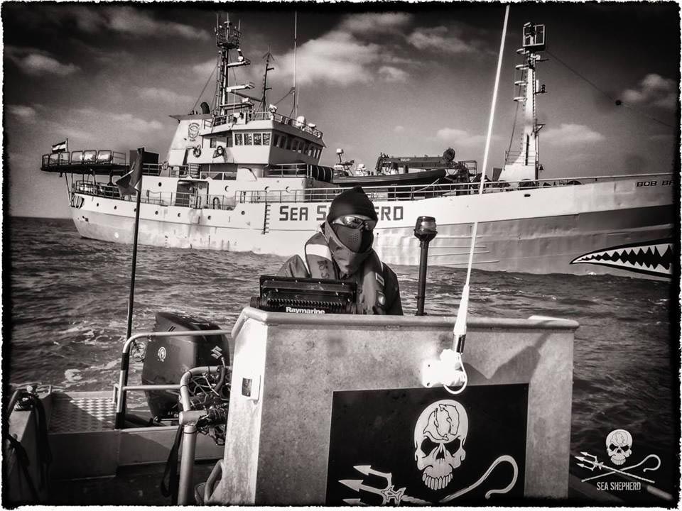 Sea Shepherd lance l’Opération Dolphin ByCatch - Les Dauphins