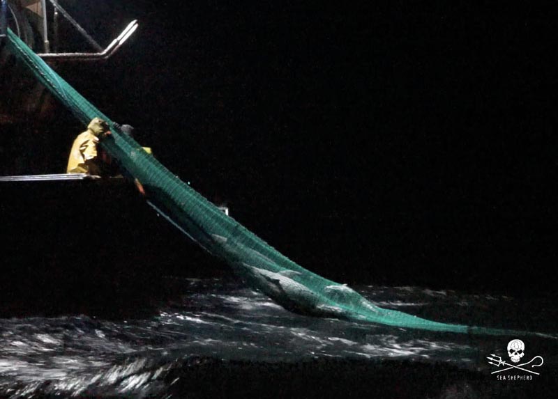 Sea Shepherd lance l’Opération Dolphin ByCatch - Les Dauphins